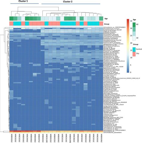 heat maps showing hierarchical clustering of abundance of microbial