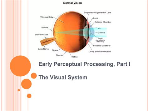 Lecture Neuroscience Pptx Eye And Vision Conditions Diseases
