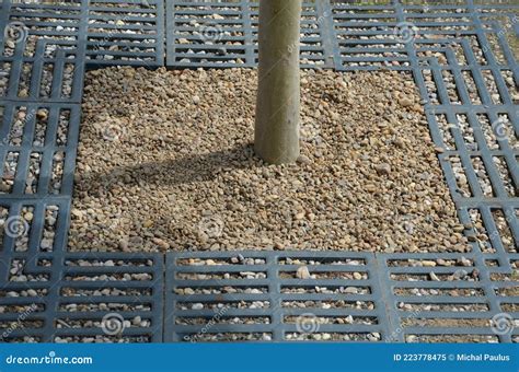 Square Lattice Around The Trunk Of A Tree Forms Protection Against