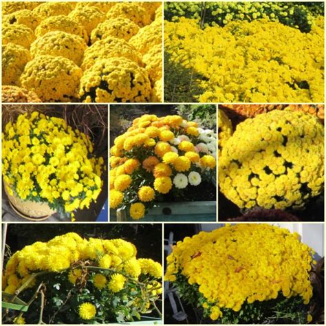 Saif Al Suwaidi On Linkedin Flowers Always Make People Better Happier And More Helpful They