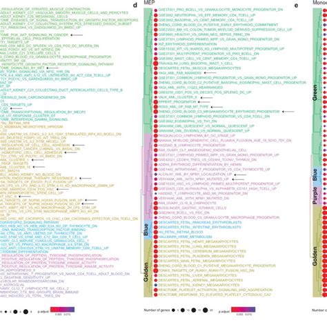 Aml Cell State Specific Chromatin Accessibility Driven Gene Signatures