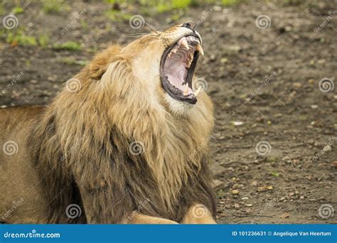 Lion Yawning Stock Image Image Of Male Roar Hair 101236631
