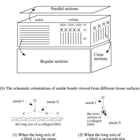 The Orientation Of The Different Tissue Sections From A Specimen Block