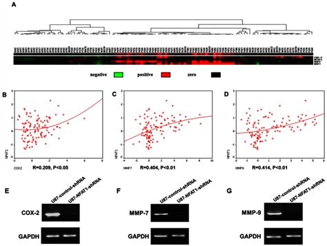 a cluster treeview showed that high co expression of nfat1 cox 2