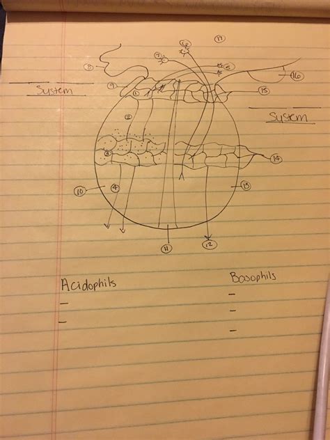 Hypophyseal Portal Tract System Diagram Quizlet