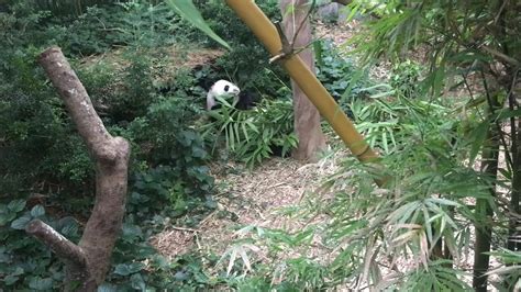 대나무 먹는 팬더 Asmr Panda Eating Youtube