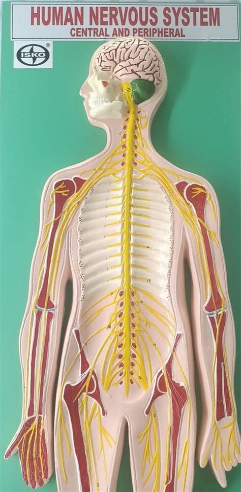 Fiberglass Human Nervous System Model At ₹ 2500 Piece In Ambala Id 26168529312