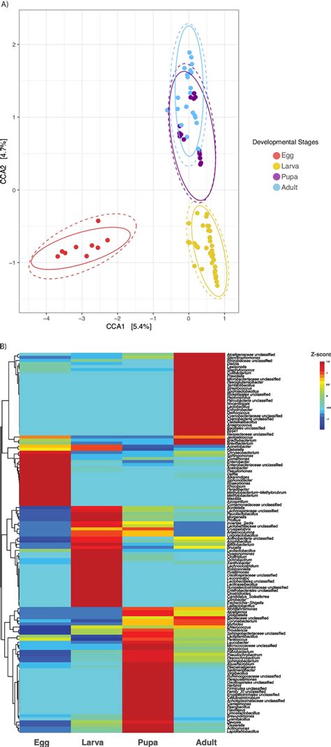 a canonical correspondence analysis cca plot by developmental stage