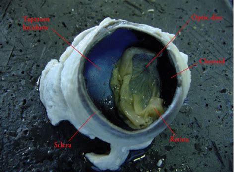 Cow Eye Interior 4 Diagram Quizlet
