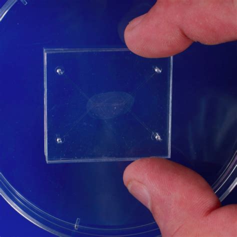 Human Egg Cell Size