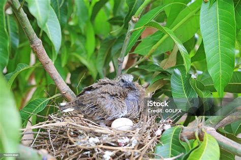 자연 속의 나뭇가지에 있는 새 둥지의 달걀과 달걀에서 태어난 새 0명에 대한 스톡 사진 및 기타 이미지 0명 가금류 관목 Istock