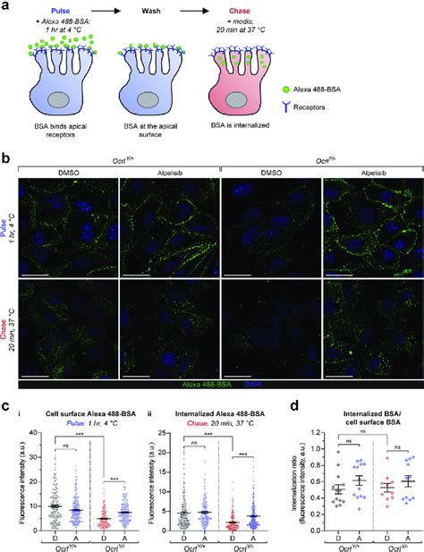 Alpelisib Improves Endocytic Uptake Of Humanized Ocrl YÀ Mouse Ptcs