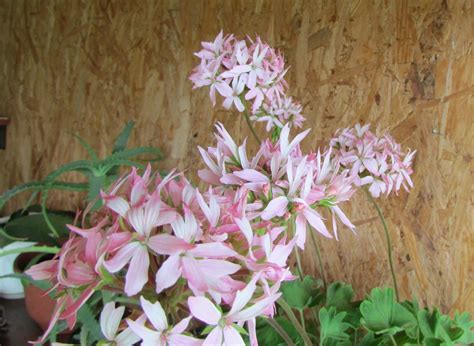 Зональная звездчатая пеларгония (стеллар) Quantum Light Pink ...