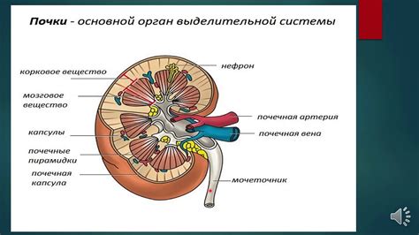 Урок биологии 9 класс тема урока Строение и функции нефрона Youtube