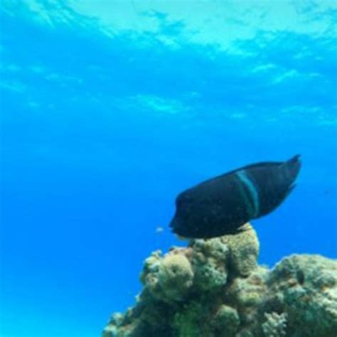 בית ספר תבל תחרות מים עינה Podcast On Spotify