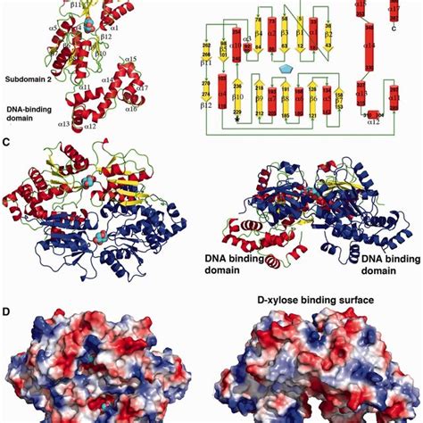 Pdf Structures Of The Escherichia Coli Transcription Activator And Regulator Of Diauxie Xylr