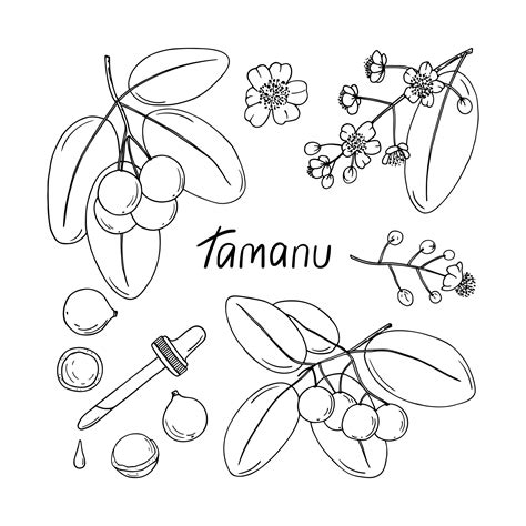 Hand Drawn Tamanu Plant Sketch Set Of Branches Flowers And Nuts Of Calophyllum Inophyllum