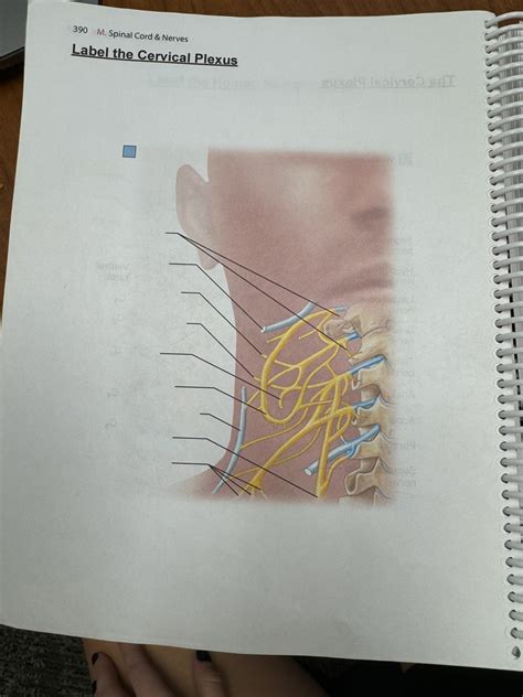 Cervical Plexus Diagram Quizlet