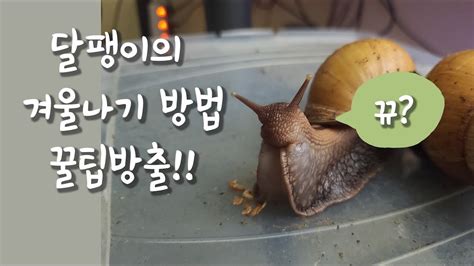 달팽이의 겨울나기 꿀팁 Youtube