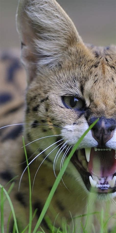 Обои на рабочий стол Животные Сервал Кошки 308193 для ПК