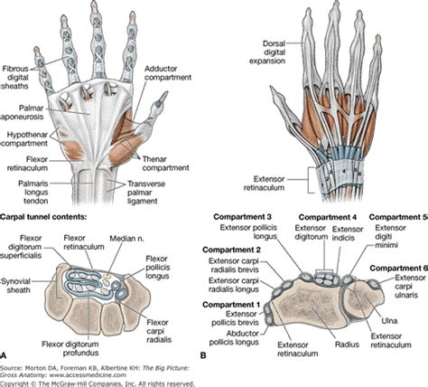 Extensor Retinaculum Compartments