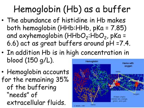 How Does Hemoglobin Buffer Blood At Matilda Chomley Blog