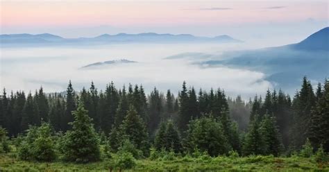 Exploring The Tree Soil Arboriculture Nexus ArboStar
