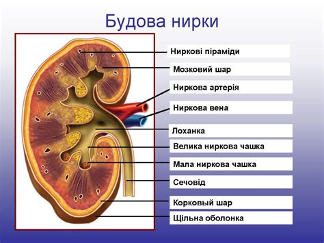 Сечовидільна система презентация онлайн