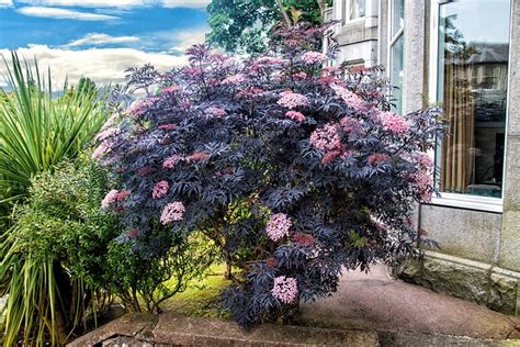 Black Lilac Shrub Plant Free Photo On Pixabay