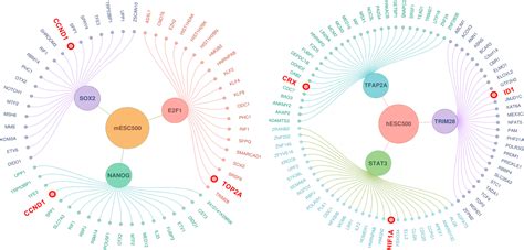 Scgreat Transformer Based Deep Language Model For Gene Regulatory Network Inference From Single