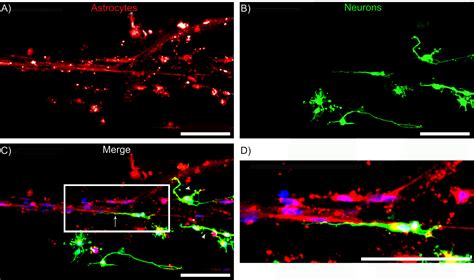 Three Dimensional Tissue Engineered Aligned Astrocyte Networks To