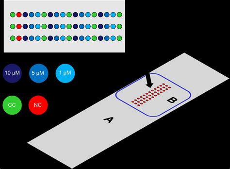 3 schematic illustration of the microarray layout used throughout this