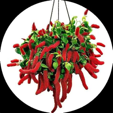 Buy Chenille Plant Acalypha Hispida Vibrant Fuzzy Flowers