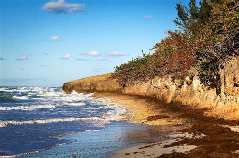 3000 Sea Grass Plant Pictures Page 5