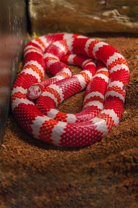 Milk Snake Care