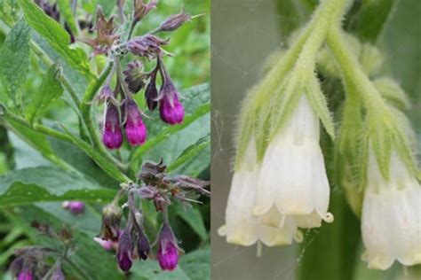 Symphytum Officinale