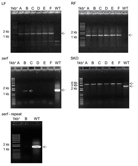 Genome Scale Investigation Of Phenotypically Distinct But Nearly Clonal Trichoderma Strains [peerj]