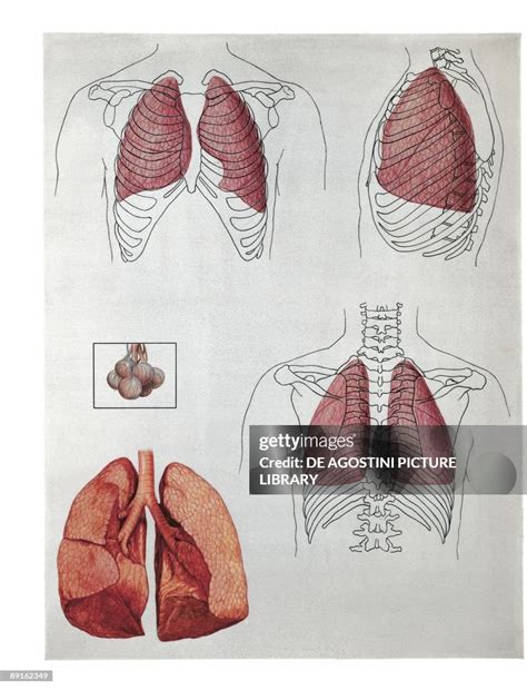 Illustration Of Lung Lobes Position Front And Back News Photo Getty