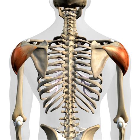 Deltoid Muscle 最高のパーソナルトレーナーが見つかるインタビューメディア【ファインドトレーナー】