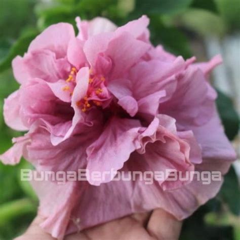 Jual Bibit Tanaman Hias Bunga Sepatu Tumpuk Ungu Jumbo Tanaman Hias Shopee Indonesia