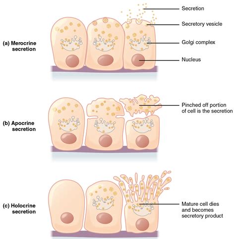 Openstax Anatphys Fig410 Modes Of Secretion By Glands Updated