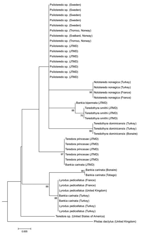 maximum likelihood phylogram of partial 18s rrna gene sequences only