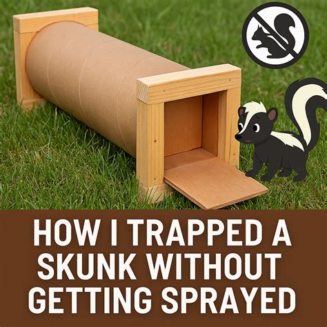 Home Skunk Trap Catch A Skunk Without Spray