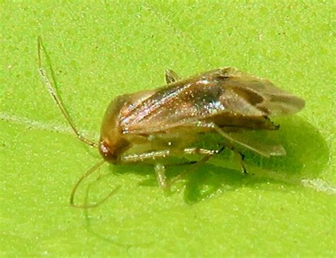 Lygus BugGuide Net