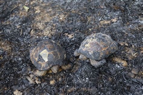 Faculty Of Veterinary Medicine Trakia University Facebook