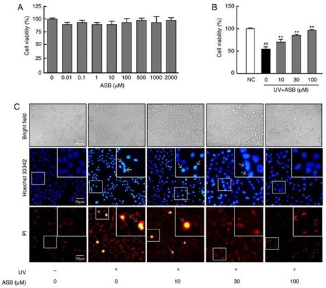 Protective Effect Of Asb On Uv Induced Hacat Cells A The Cells Were Download Scientific