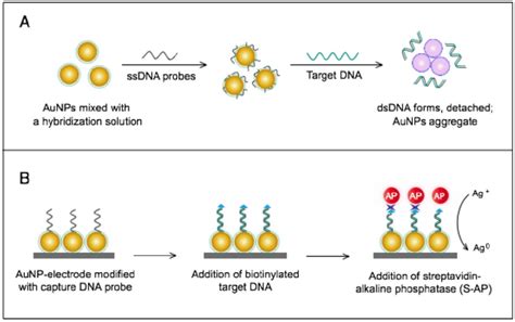 Aunp Based Nucleic Acid Assays For The Detection Of Severe Acute Download Scientific Diagram
