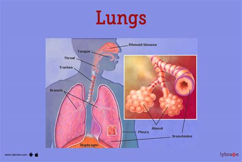 Human Body Function In Lungs At Byron Wells Blog