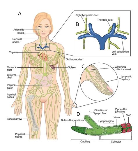 67 Lymphatic System The Language Of Medical Terminology
