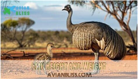 Large Bird Species List 50 Massive Giants That Rule The Skies